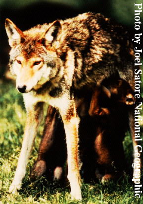EAwolf